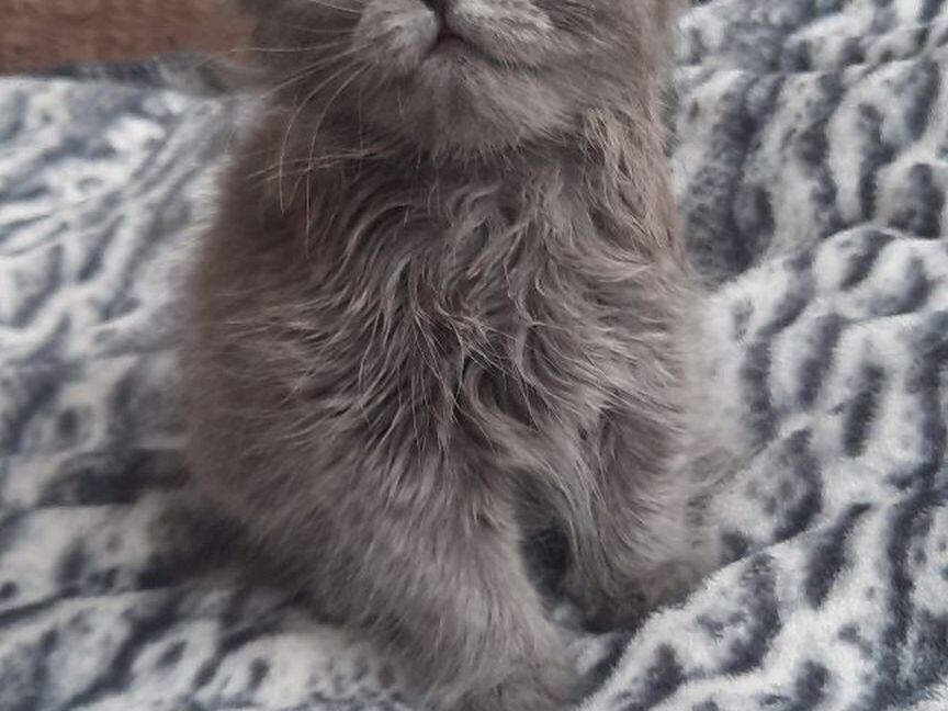 Котёнок Шотландский