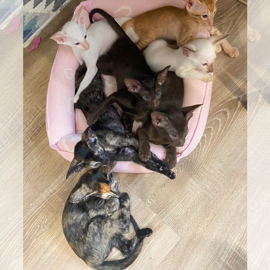 Ориентальные котята
