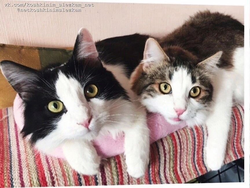 Котики ищут дом