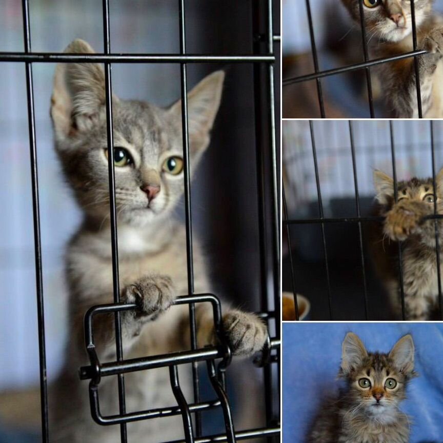 Котята-добрята в добрые руки