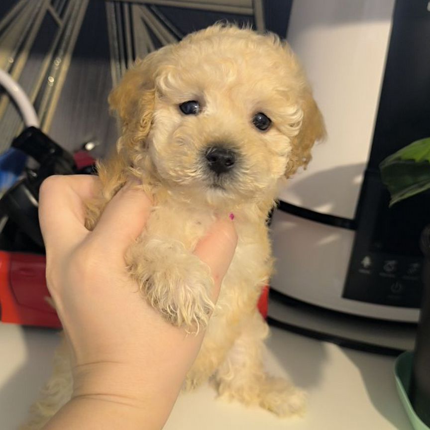 Той-пудель, щенок