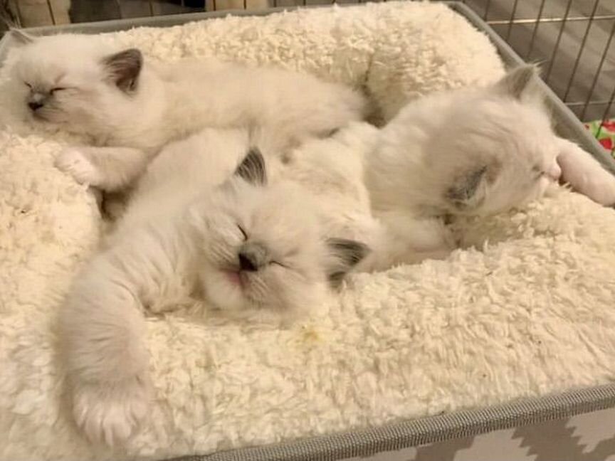 Blue mitted Девочки Рэгдолл