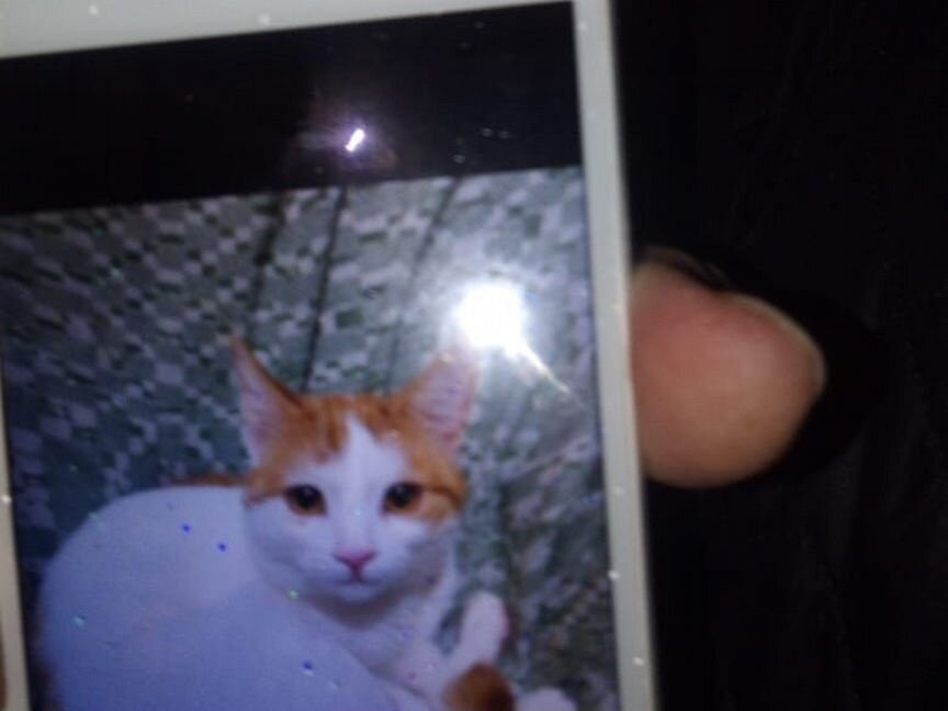 Тима в добрые руки