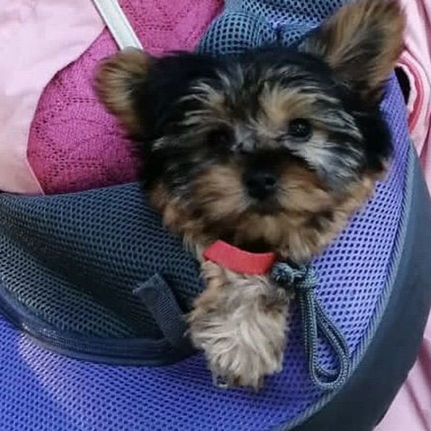 Сумка-переноска для собак и кошек до 2,5 кг