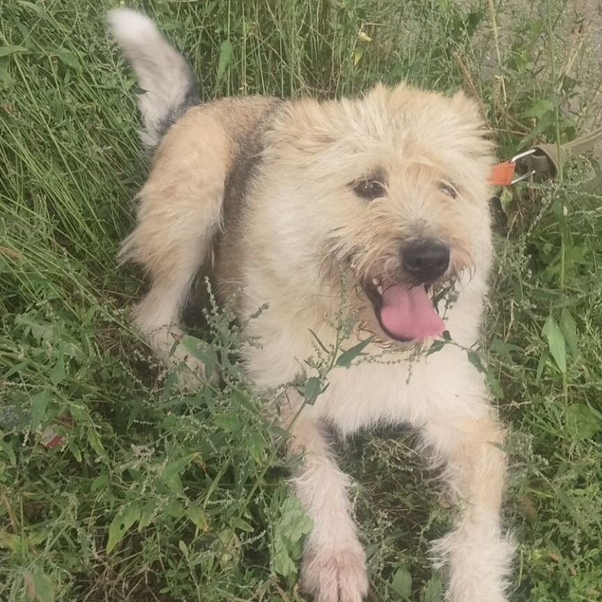 Взрослая собака в добрые руки