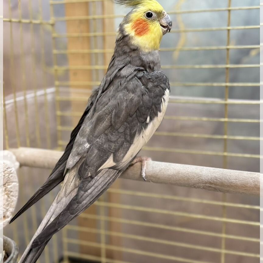 Попугай корелла с клеткой