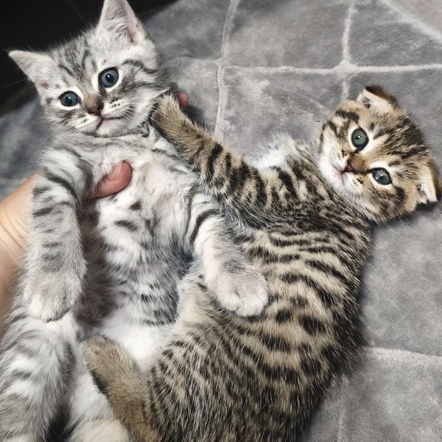 Шотландские котята