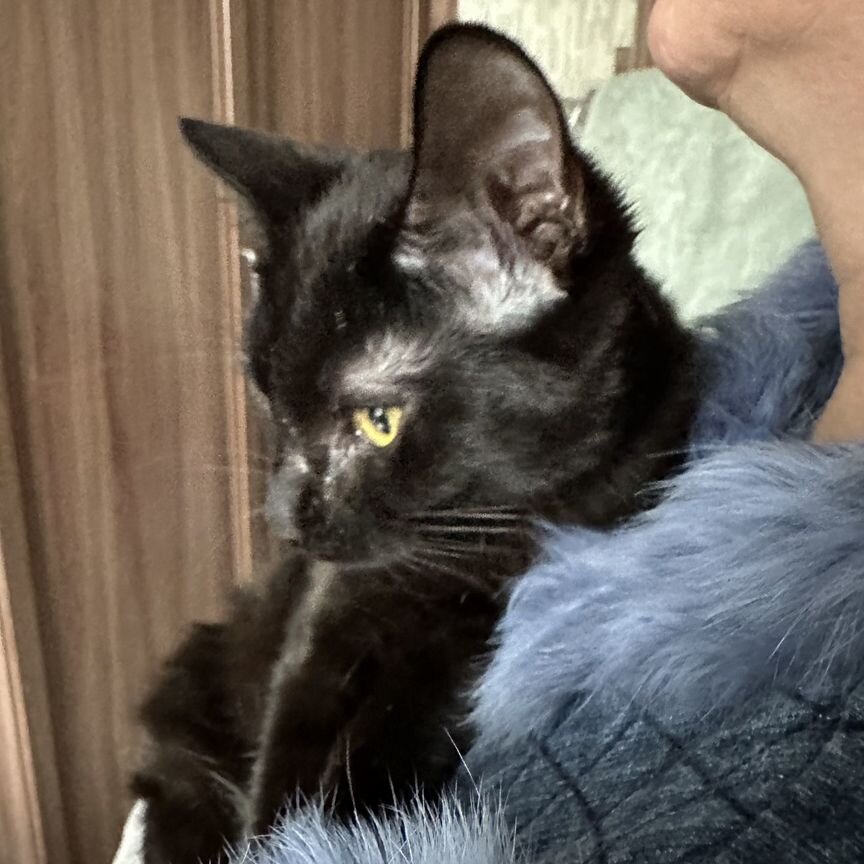 Чёрная кошечка Зита