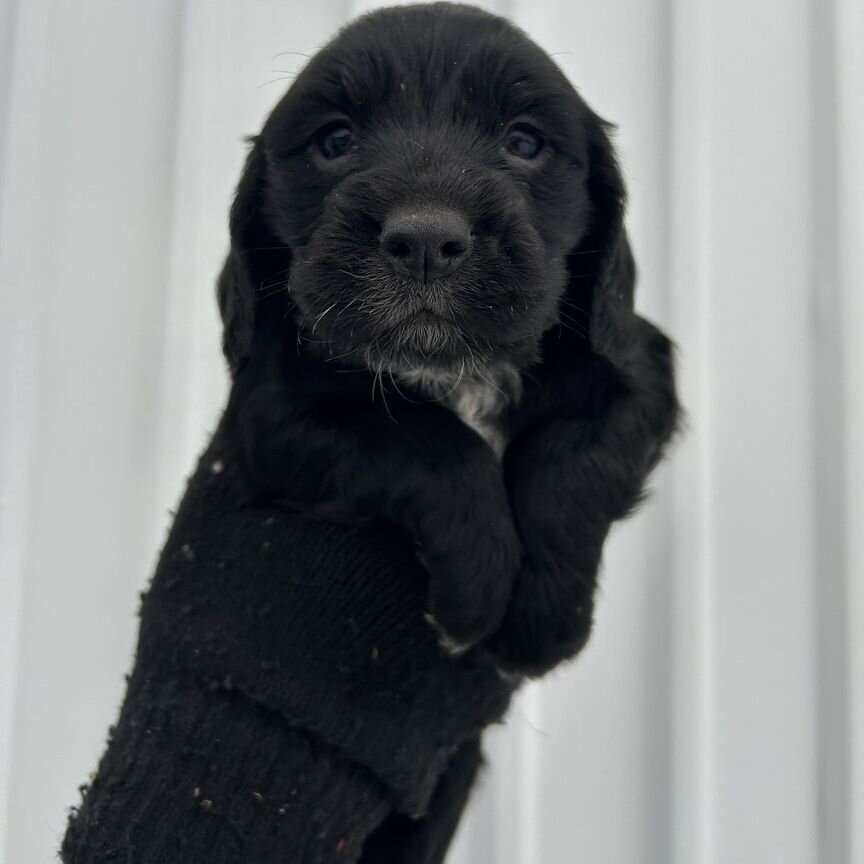 Русский охотничий спаниель, щенок