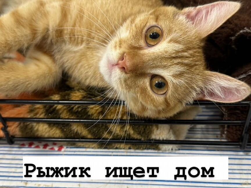 Котенок