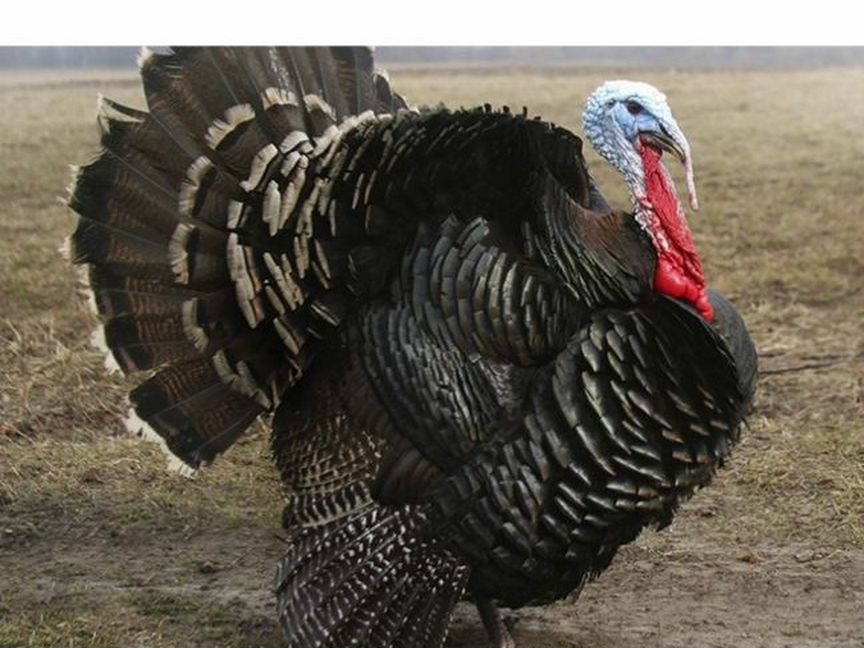 Индюки на племя