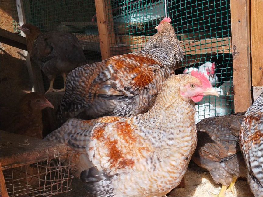 Петух билефельдер