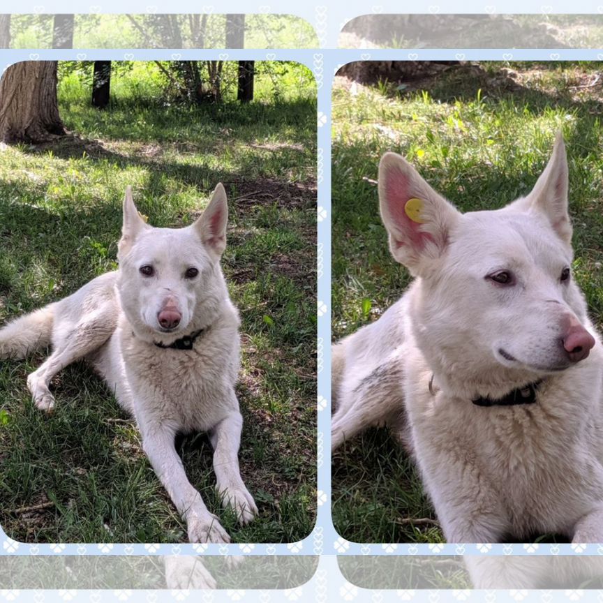 Взрослый пёс в добрые руки