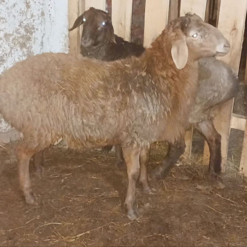 Шерсть овечья