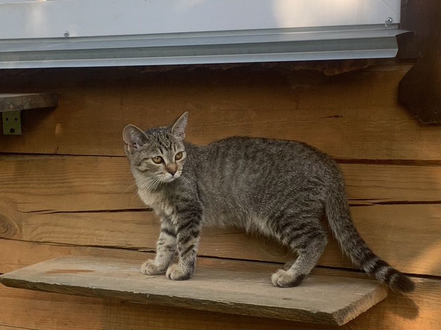 Отдам котят (девочки,сестры )