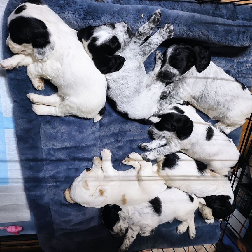 Русский охотничий спаниель, щенок