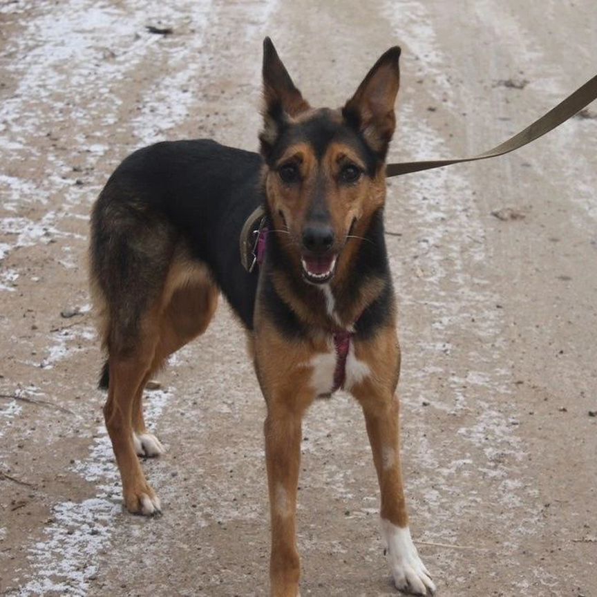 Собака в добрые руки