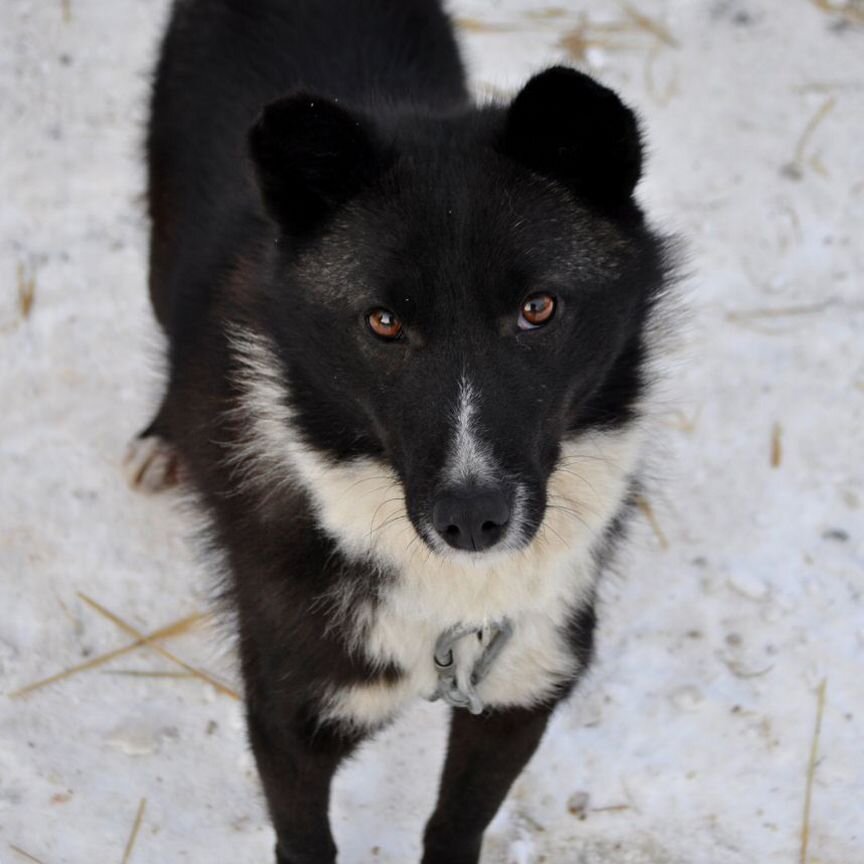 Взрослая собака в добрые руки