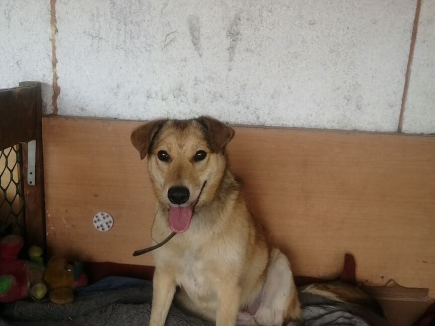 Жулька 1,5 года стерилизована с доставкой