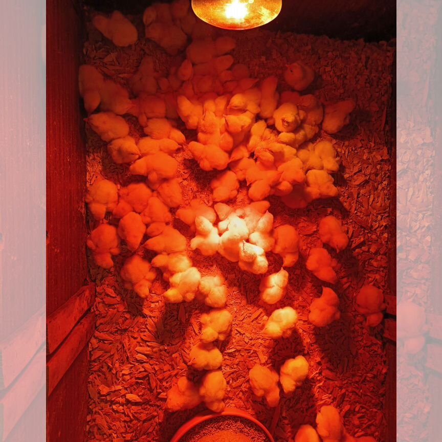 Цыплята бройлеры суточные