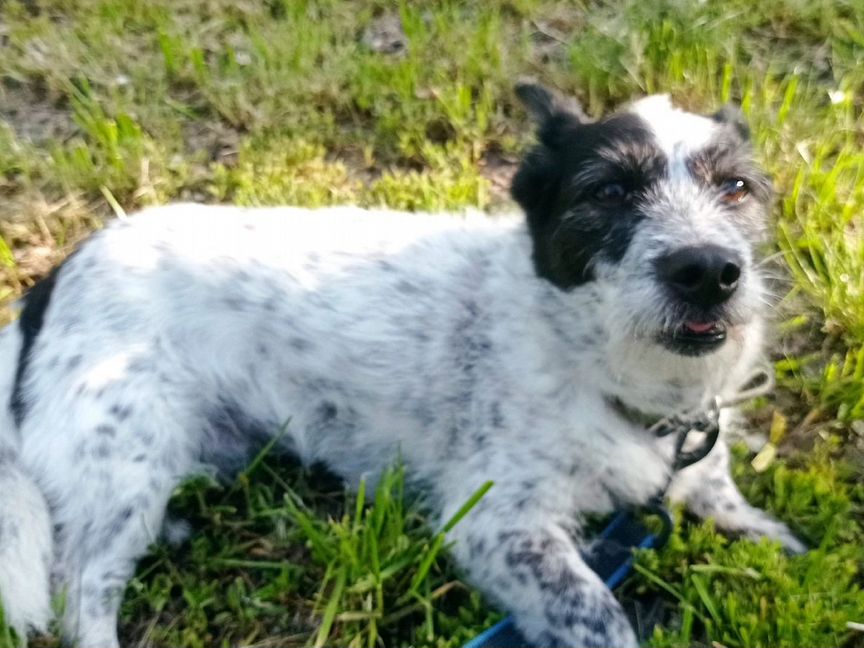 Рози, маленькая собачка