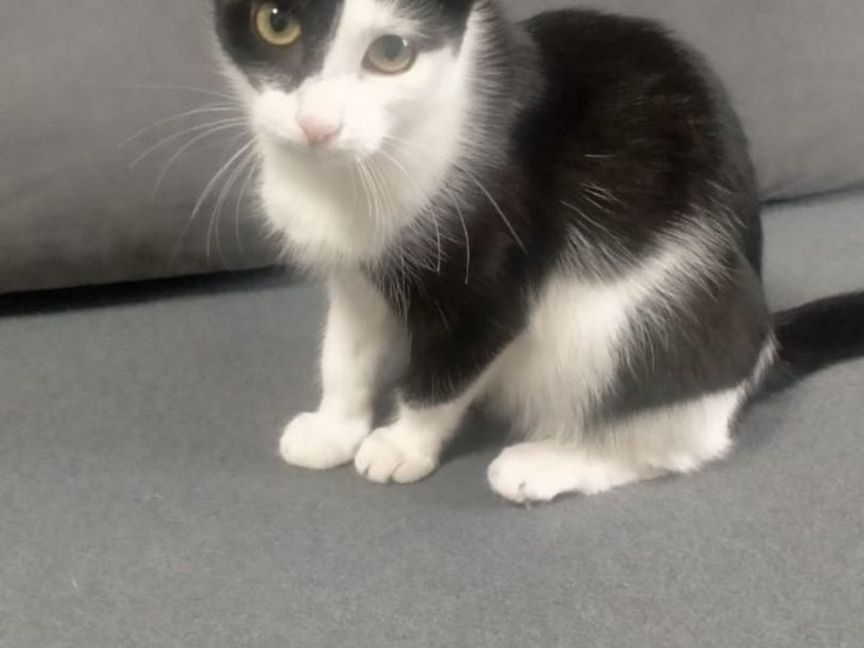 Кошечка-милаха возраст 4 месяца