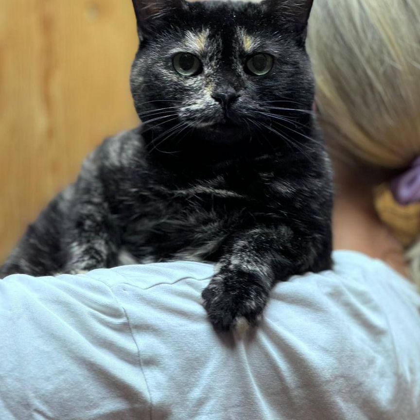 Красотка Нора ищет дом