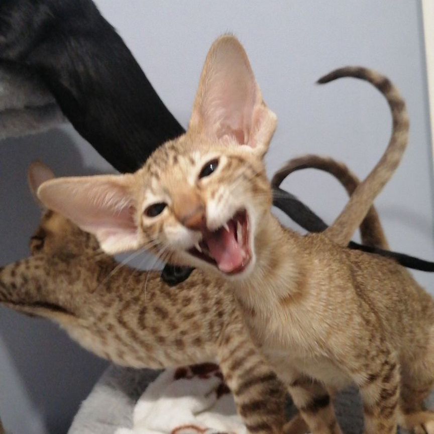 Ориентальная