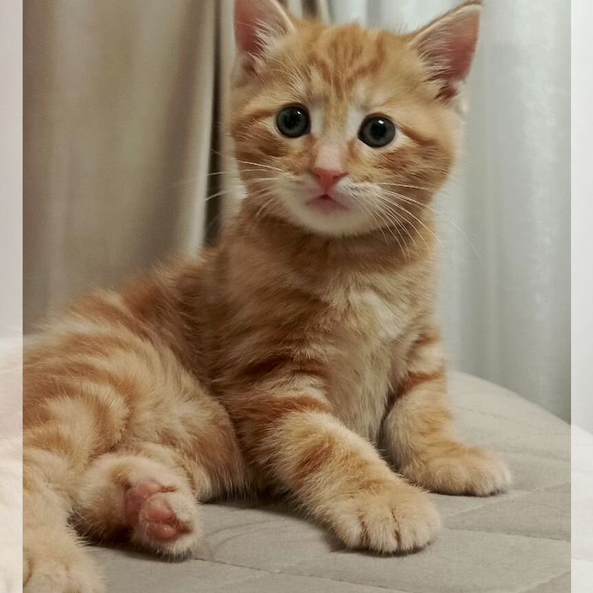 Курильский бобтейл длинношёрстный котёнок