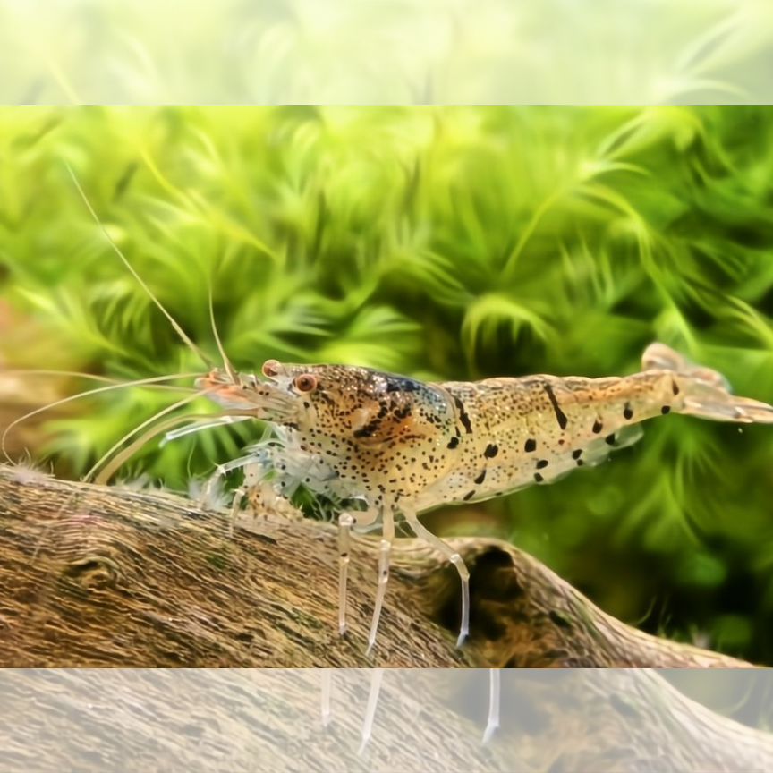 Пресноводные креветки