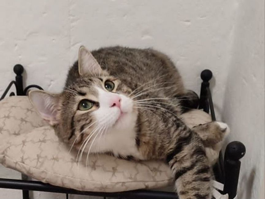 Котик с розовым носиком