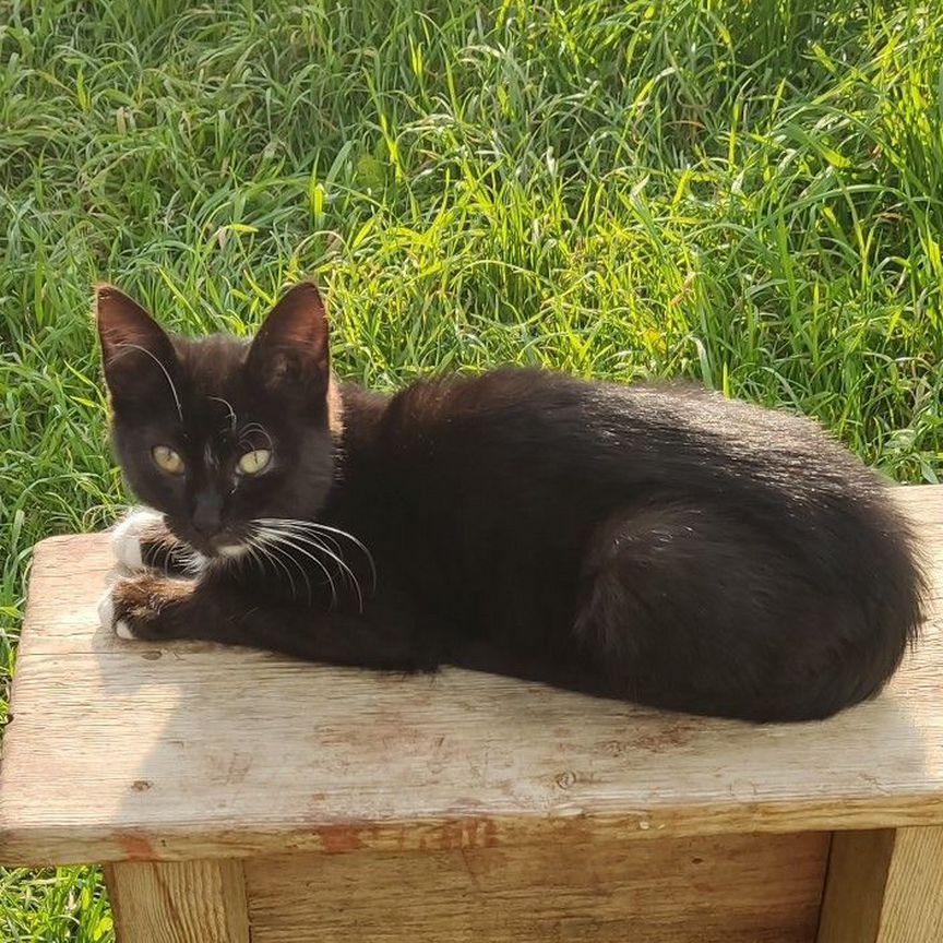 Мини пантера в носочках