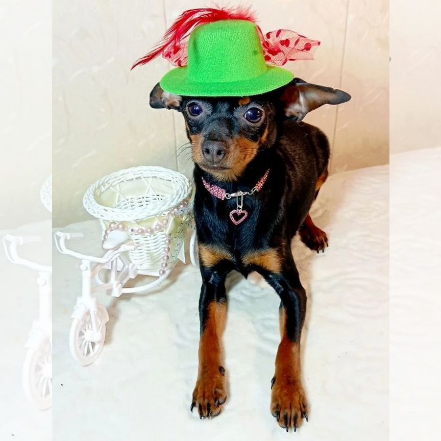 Русский той-терьер, щенок