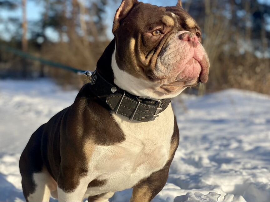 Американский булли вязка