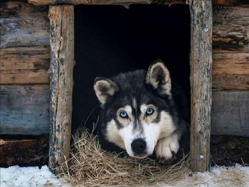 Сено в мешках на корм животным