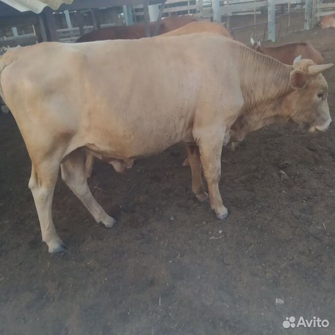 Два быка по 1,5 года