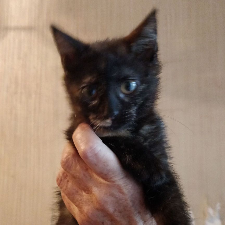 Котенок, девочка