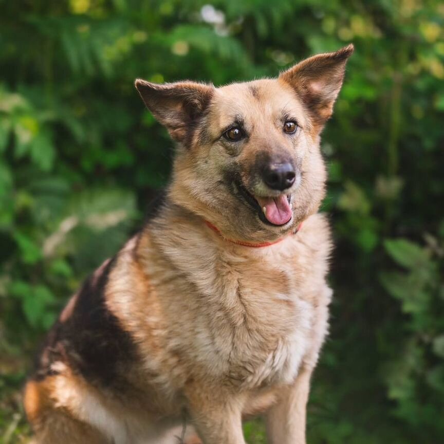 Собака в добрые руки