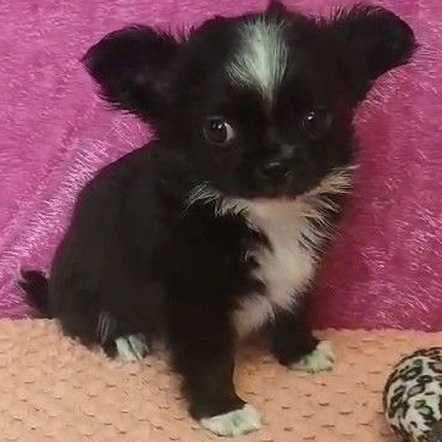 Мальчики чихуахуа