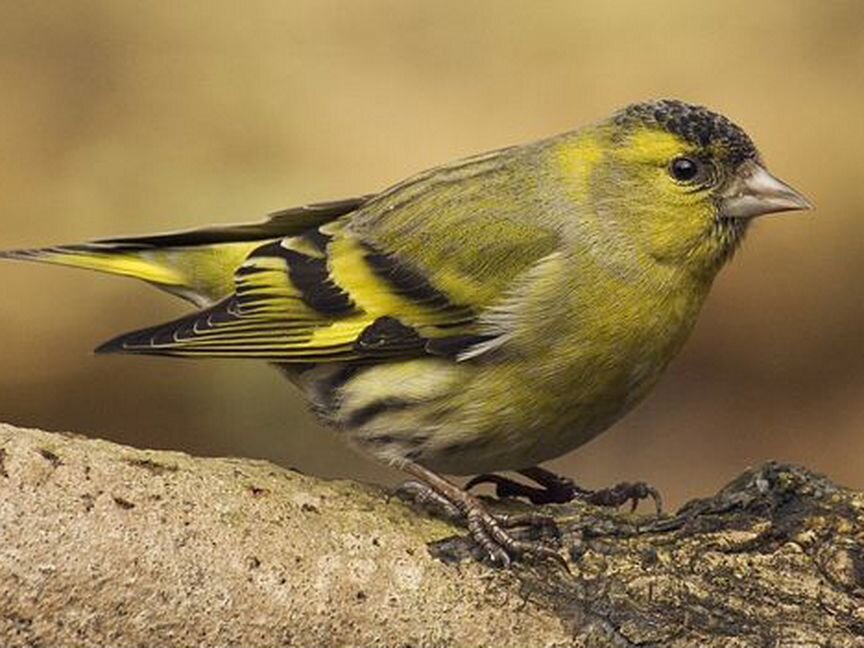 Певчие птицы