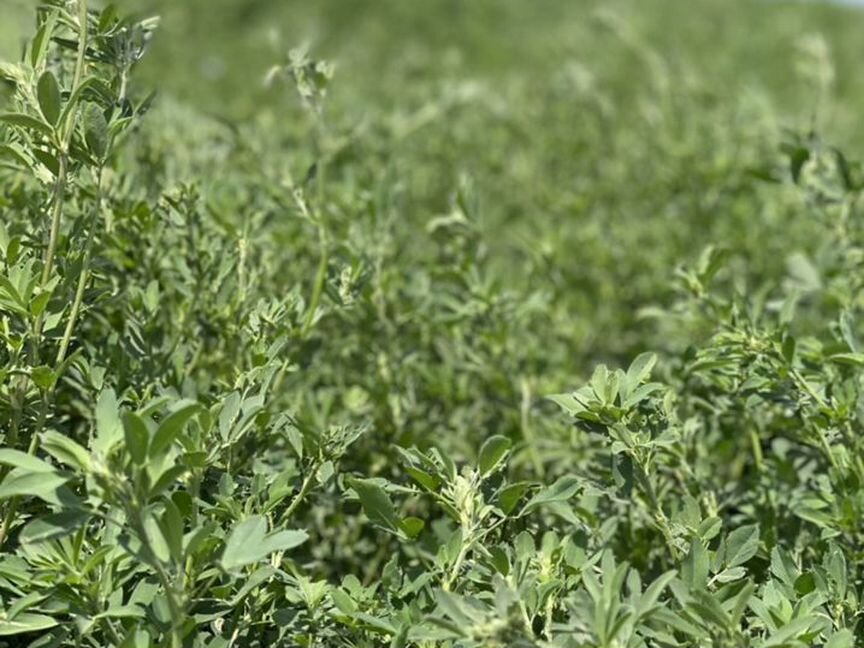 Сено люцерны, суданка в рулонах