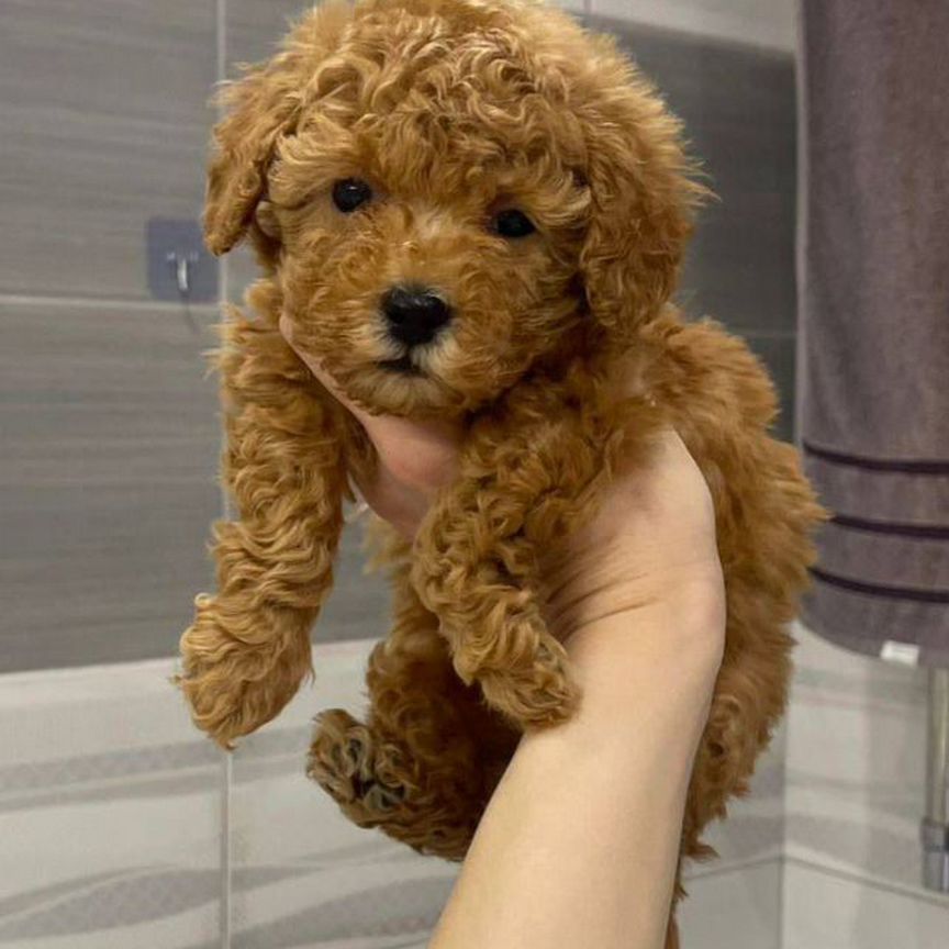 Той-пудель, щенок