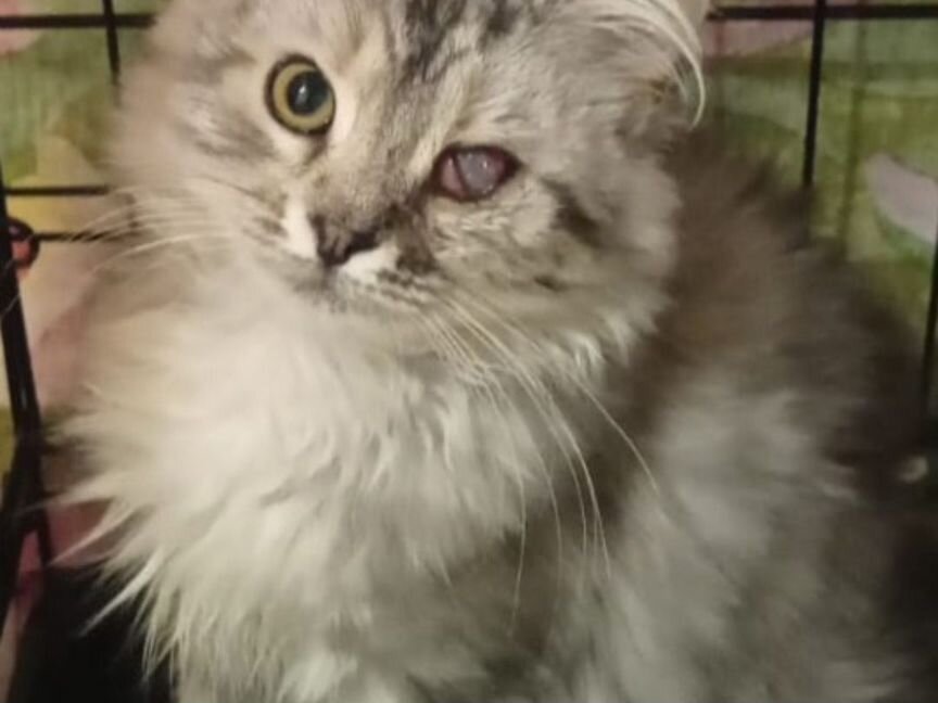 Ласковая одноглазка 3 мес