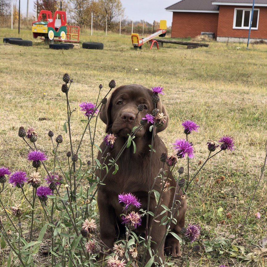 Роскошная девочка с полным пакетом документов