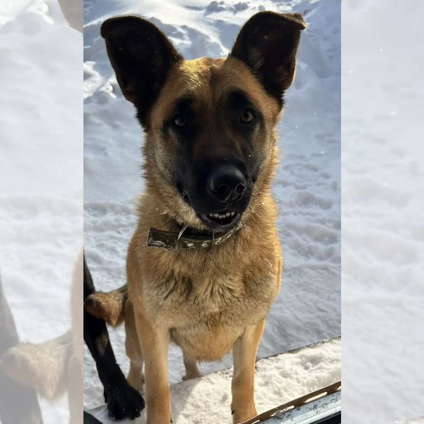 Немецкая овчарка, взрослая собака