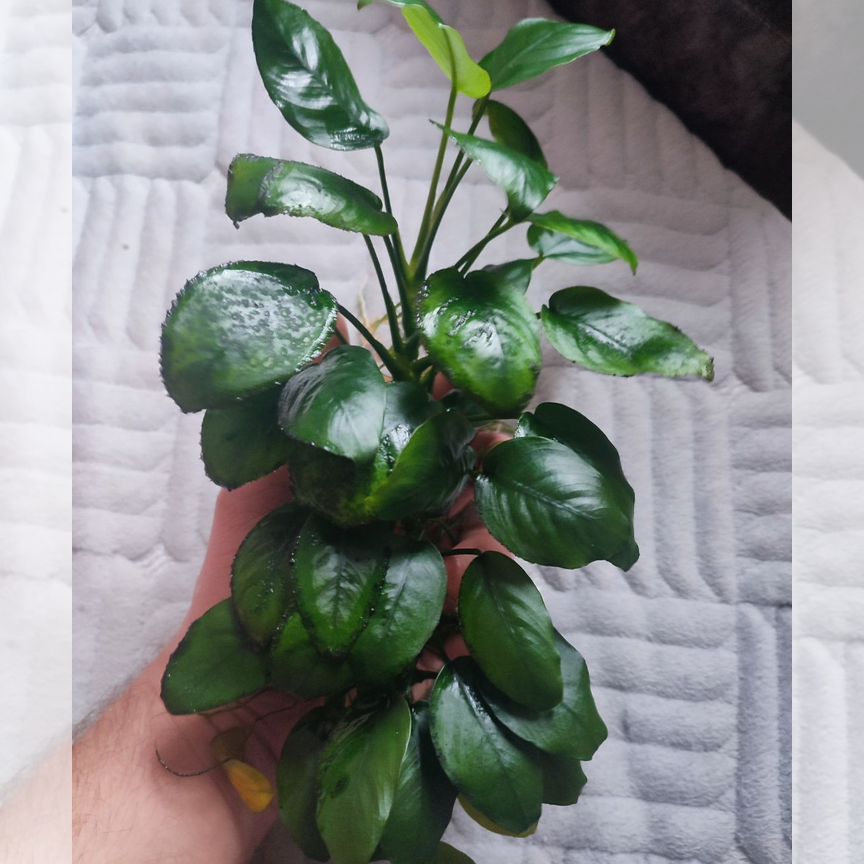 Большой куст Анубиас