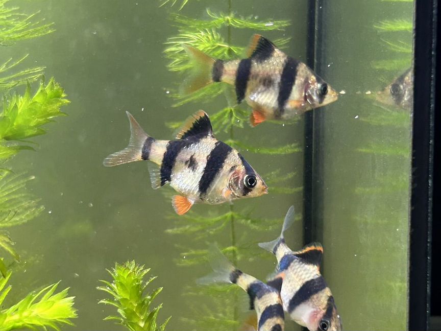 Барбусы обмен на живородящих