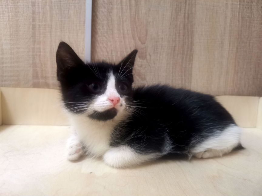 Котенок малютка