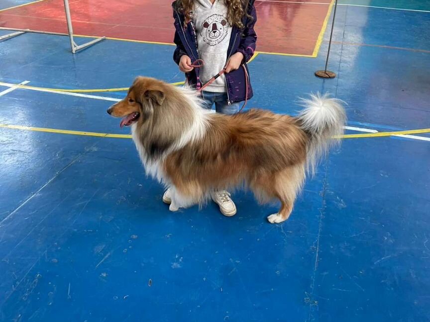 Предлагается для вязки кобель колли. Документы РКФ