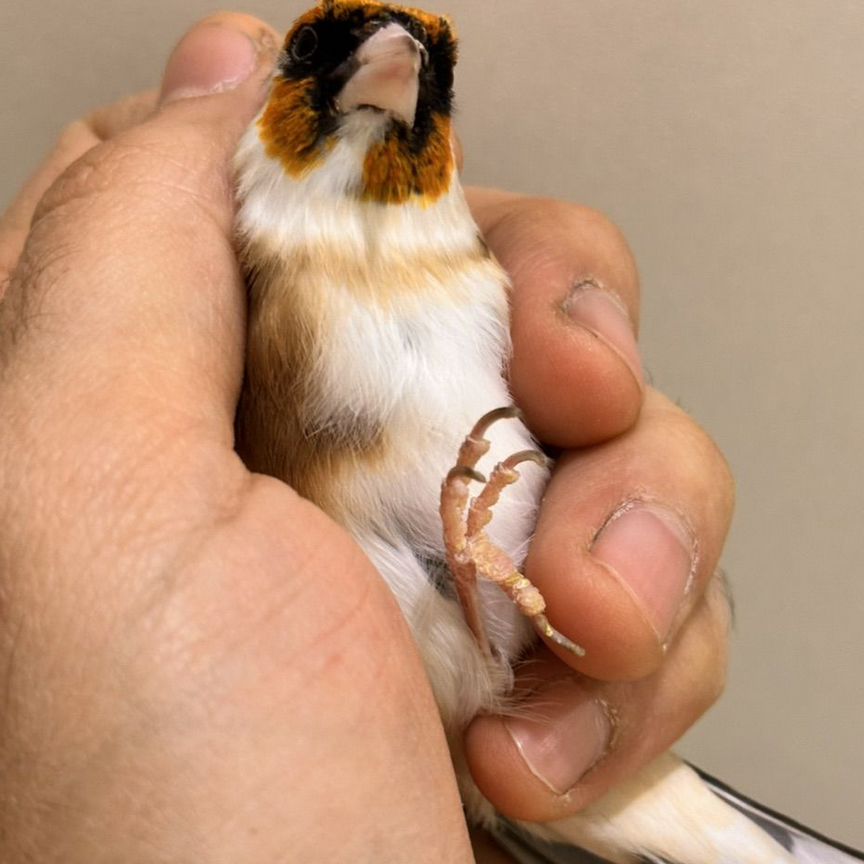 Щегол самец